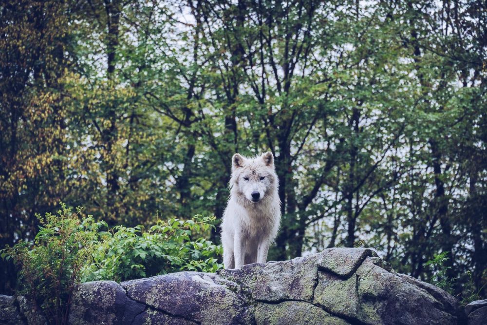 Découvrir l'Outaouais lors d'un week-end nature & aventures | Refuse to ...