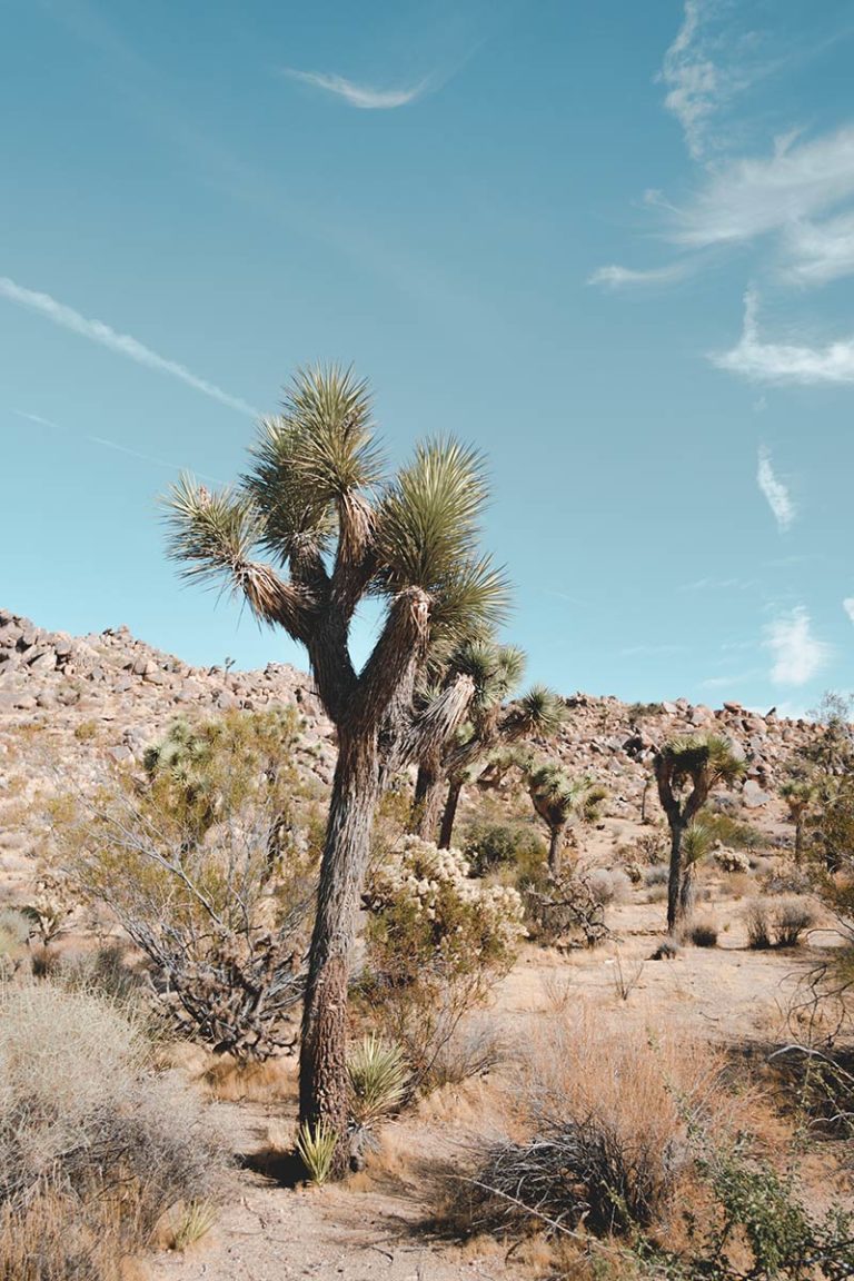Pioneertown : une visite insolite vers le Joshua Tree NP | Refuse to ...